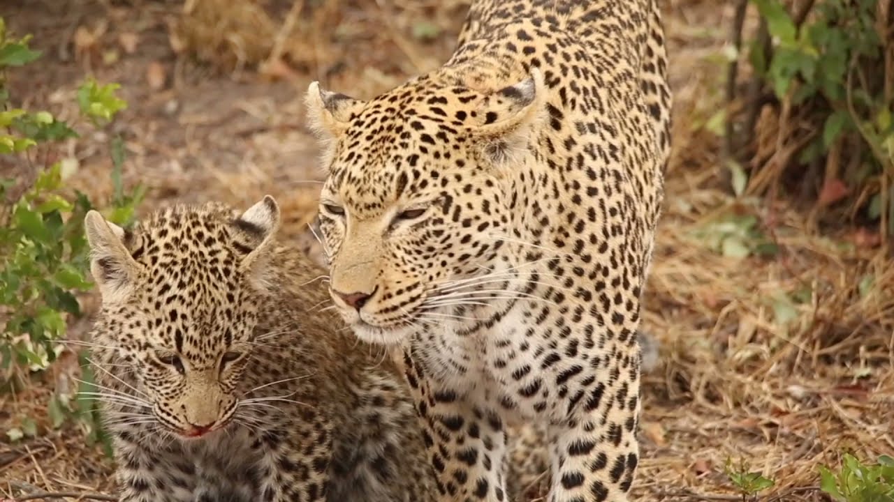 An excellent morning on SAFARI - YouTube