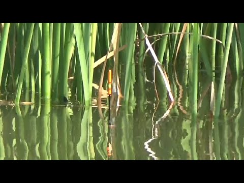 Rumput bergoyang ikan pun menyerang