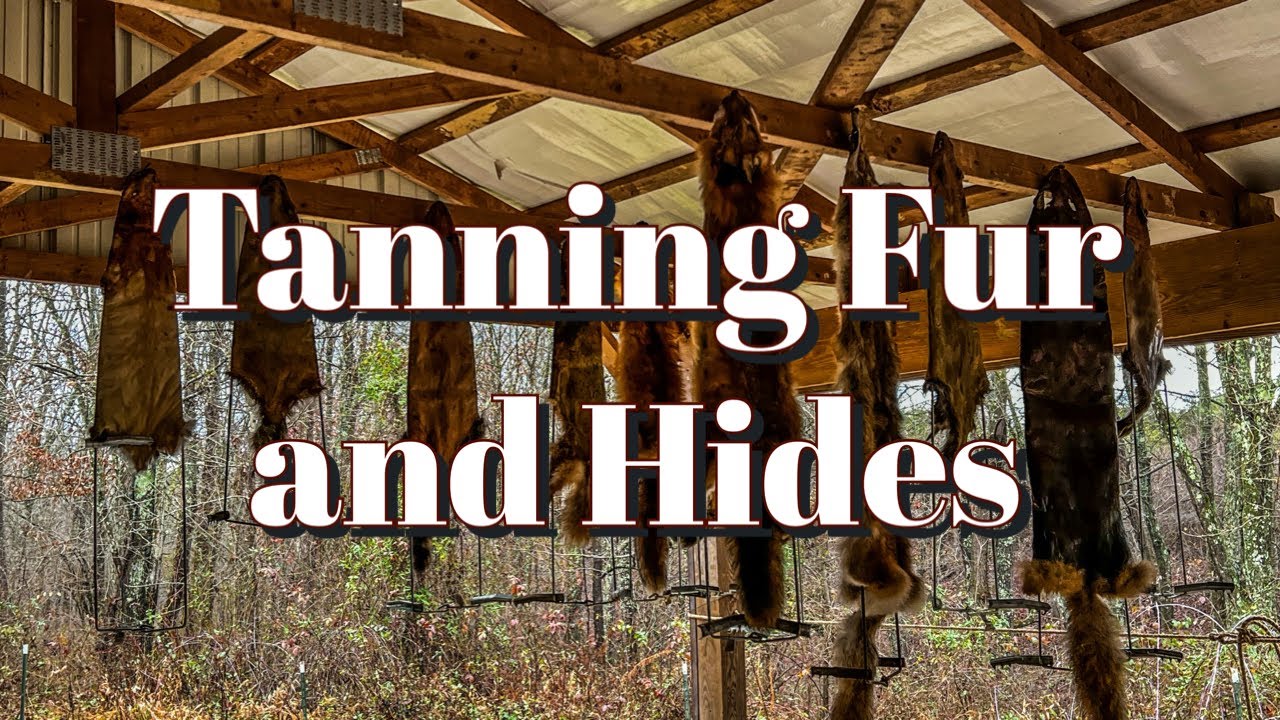 Tanning Furs BONUS FOOTAGE From Part 1 - YouTube