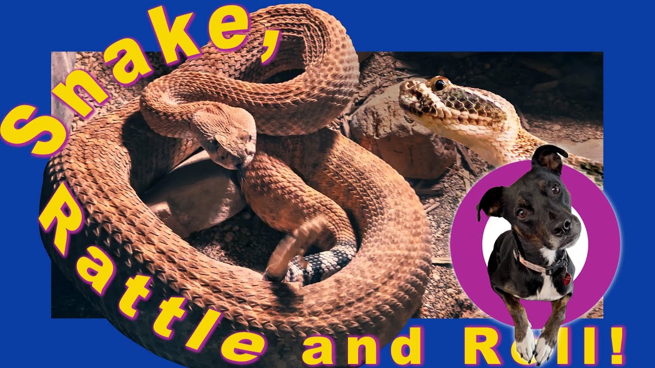 Venom Everywhere--and I bet you've never seen the Mexican Beaded Lizard ...