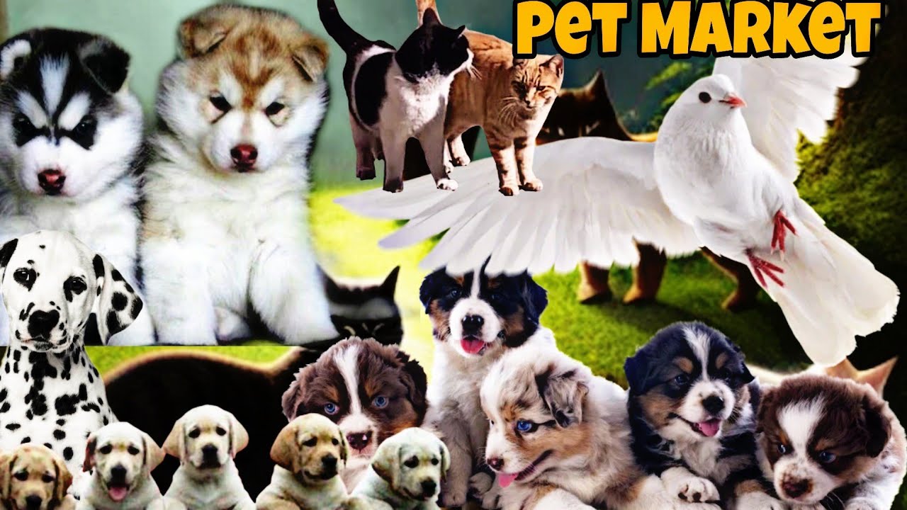 Broadway Parrys famous Pets Market | All Varieties of Pets Available in ...