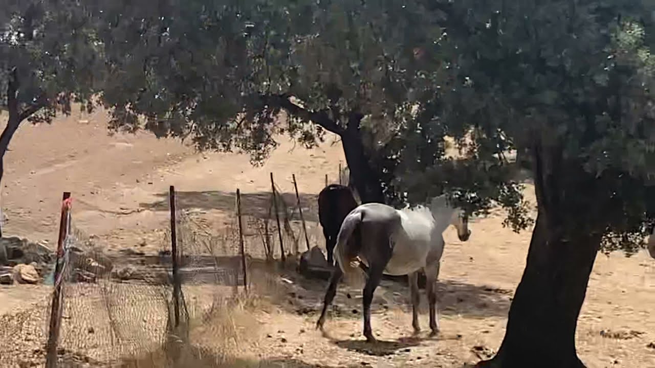 Yeguas en el campo.mare in heat.caballo y yegua pura raza.Horse mating ...