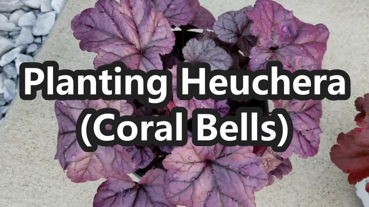 Planting Heuchera (Coral Bells) | Window Basket Planter Update 2020 ...
