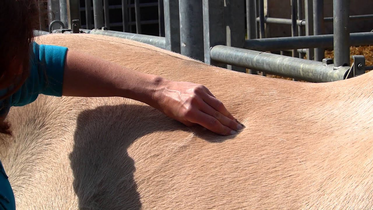 Traditionelle Shu-Punkte Pferd in Pin Yin, VetSensus, - YouTube