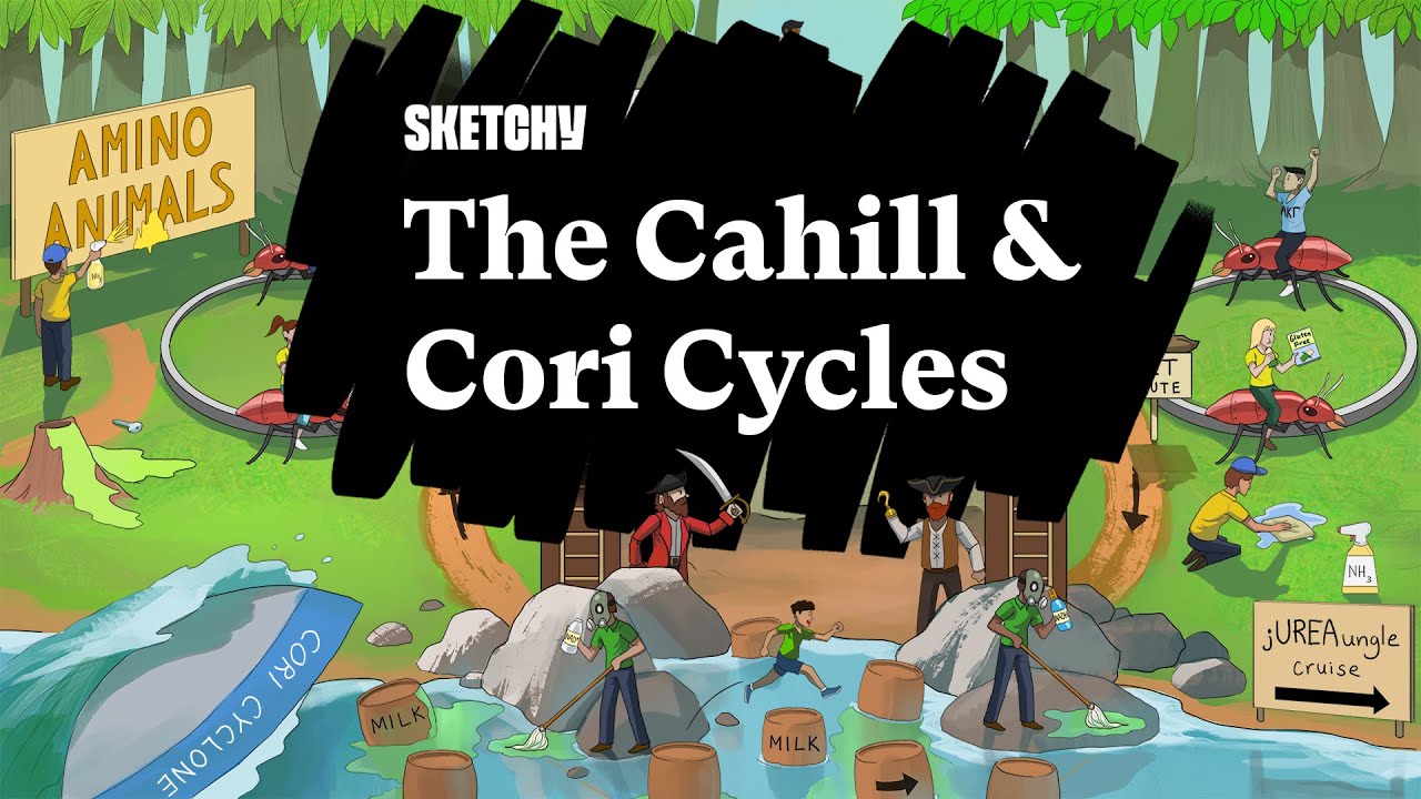 Cahill & Cori Cycles: Glucose-Alanine Cycle (Part 1) | Sketchy Medical ...