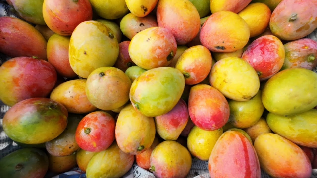 Mango Wholesale Market In Kolkata | Gotu Wholesale Mango Market ...