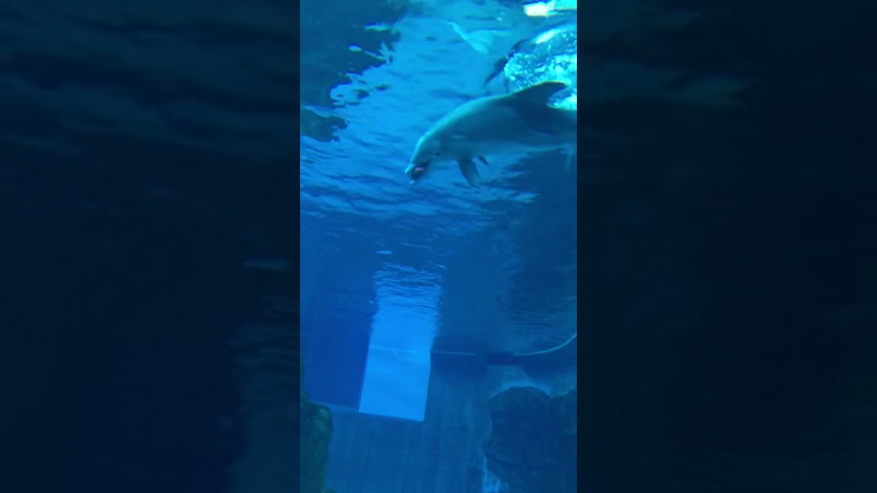 Winter the Dolphin from the Movie Dolphin Tale 3/2021 #shorts - YouTube