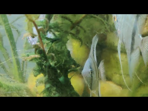 Angel fish tank - YouTube