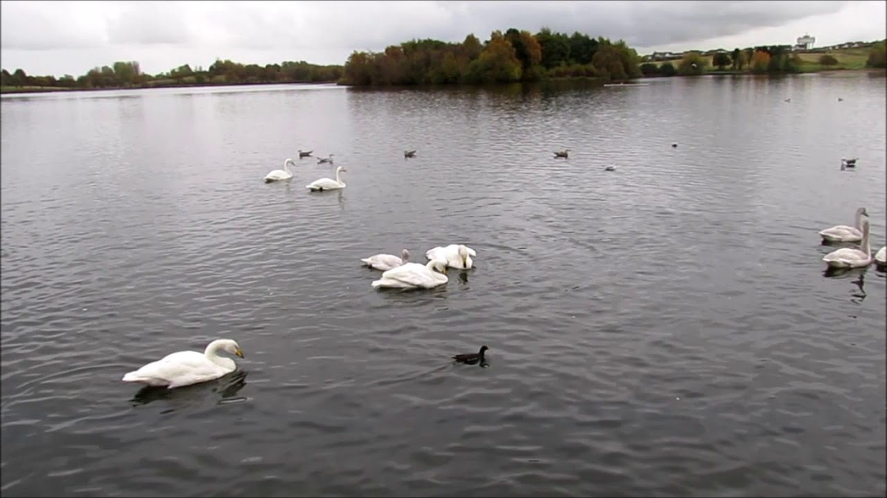 Whooper Swans - Hogganfield Loch, Glasgow - 22 October 2020 - YouTube