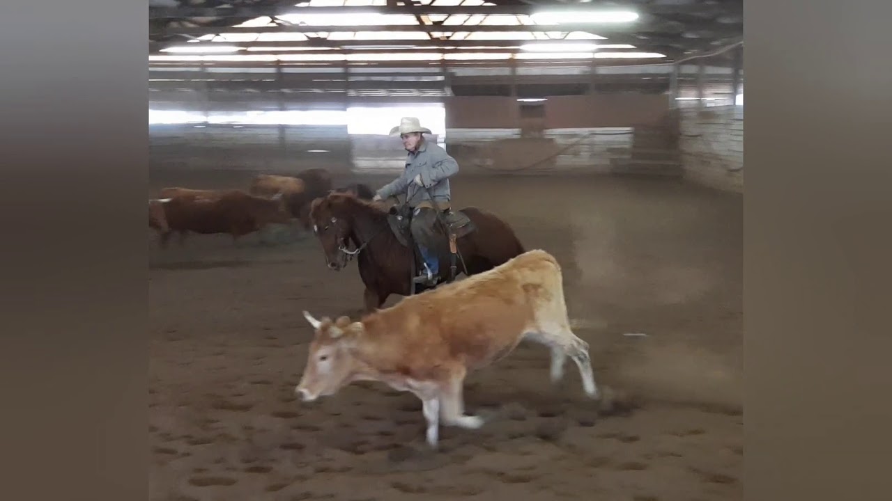 Miracle rey rose for sale video - YouTube