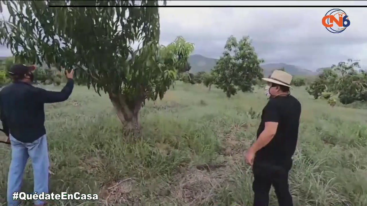 La importancia del injerto en la producción de mango - YouTube