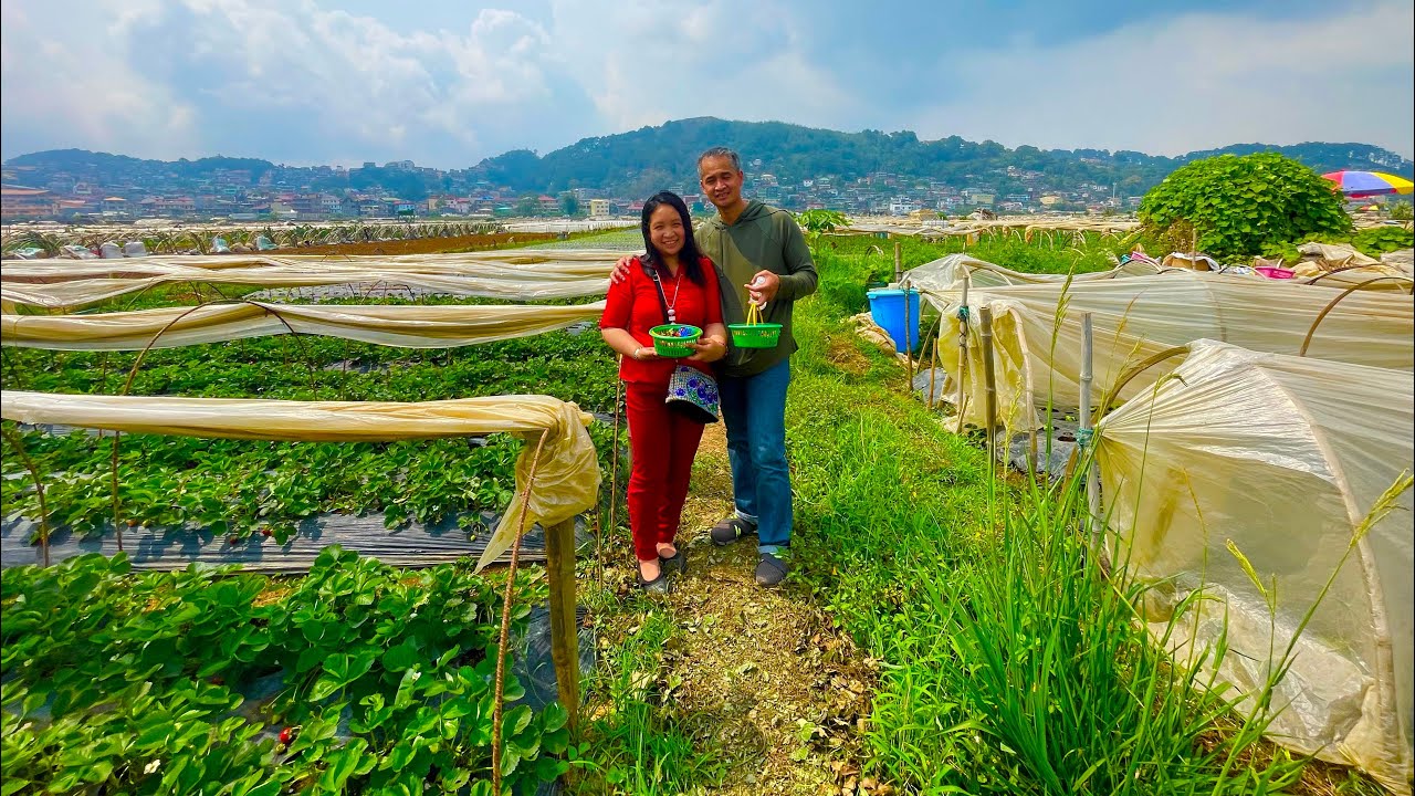 Strawberry Farm at La Trinidad • Benguet • 2023 - YouTube