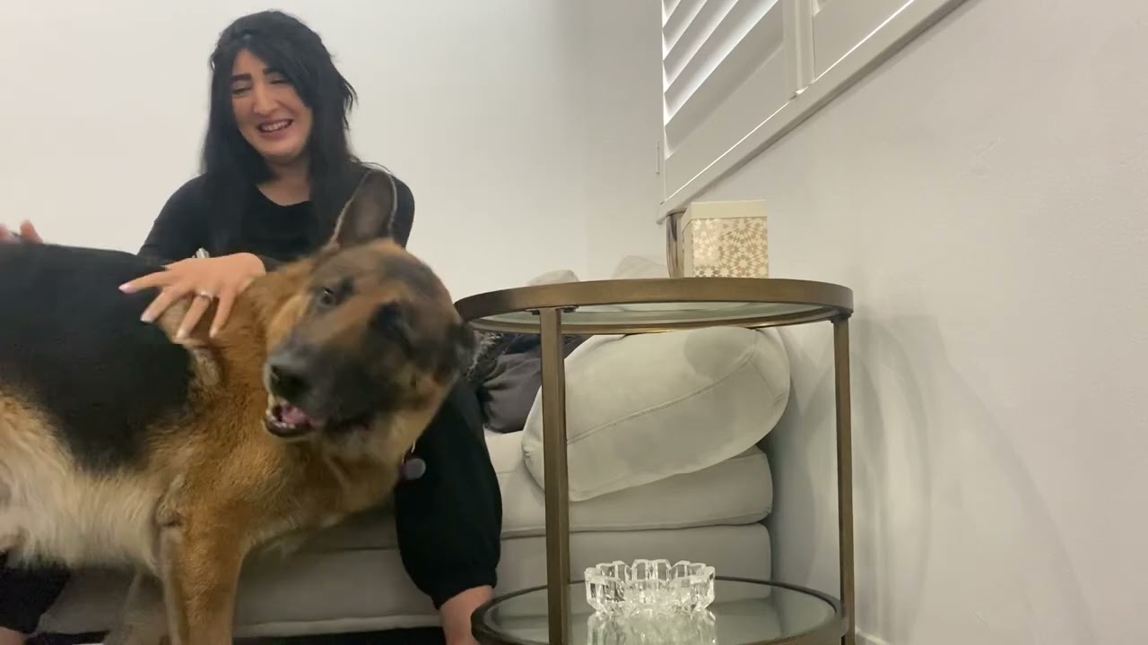 German Shepherd loves hugs! - YouTube