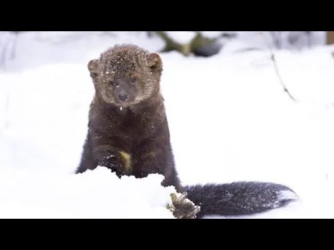Fisher Looks In A Mirror? - YouTube