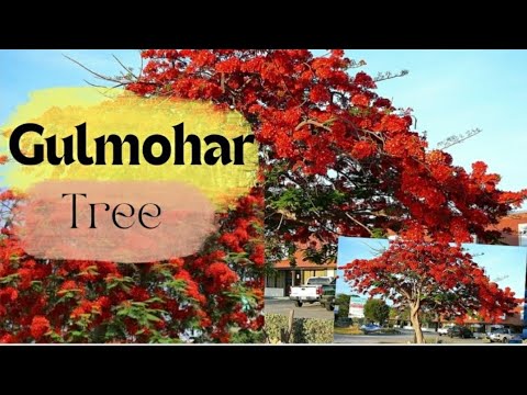 Gulmohar tree||மயில் கொன்றை மரம்||Delonix regia - YouTube