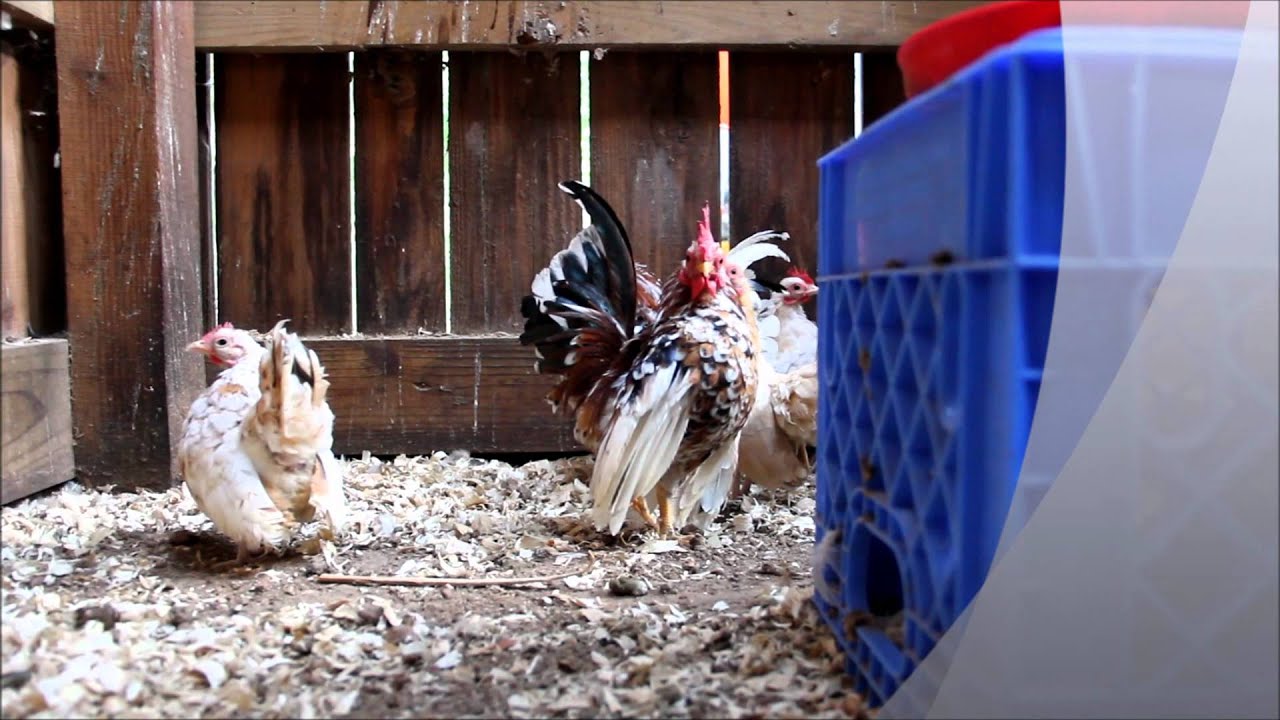 Some of my small A sized to micro seramas - YouTube