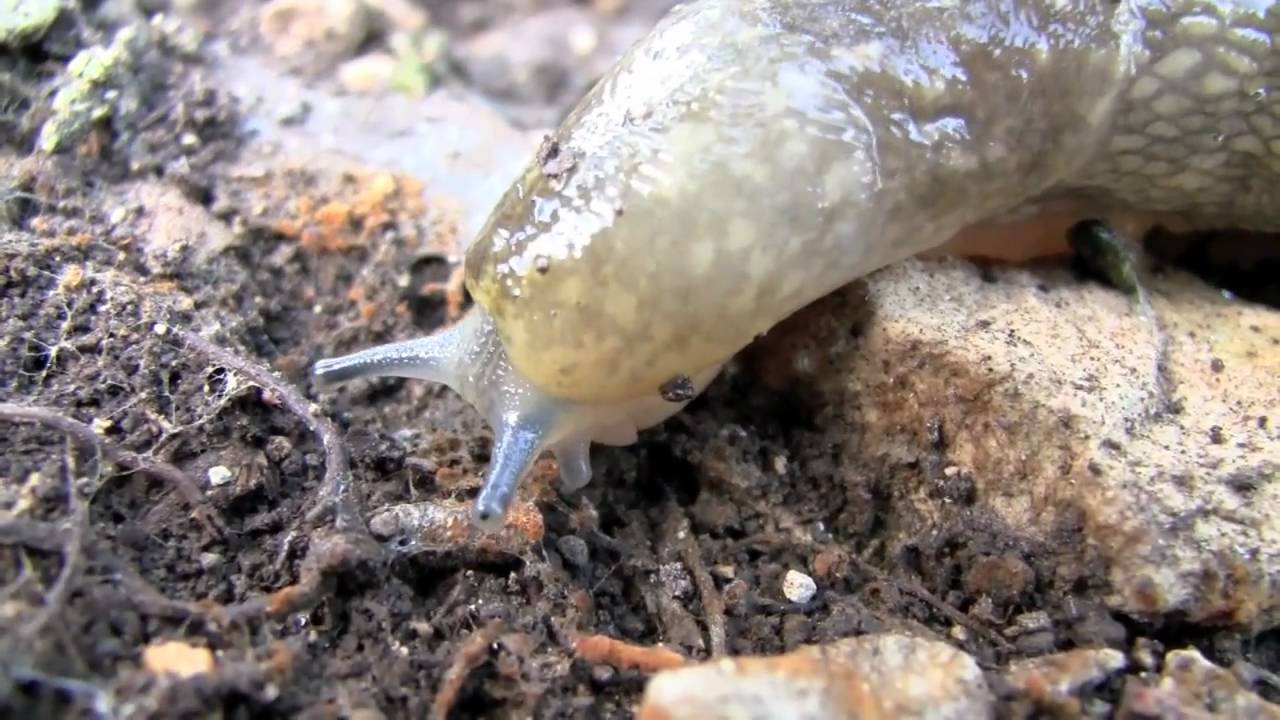 big ugly slug - YouTube