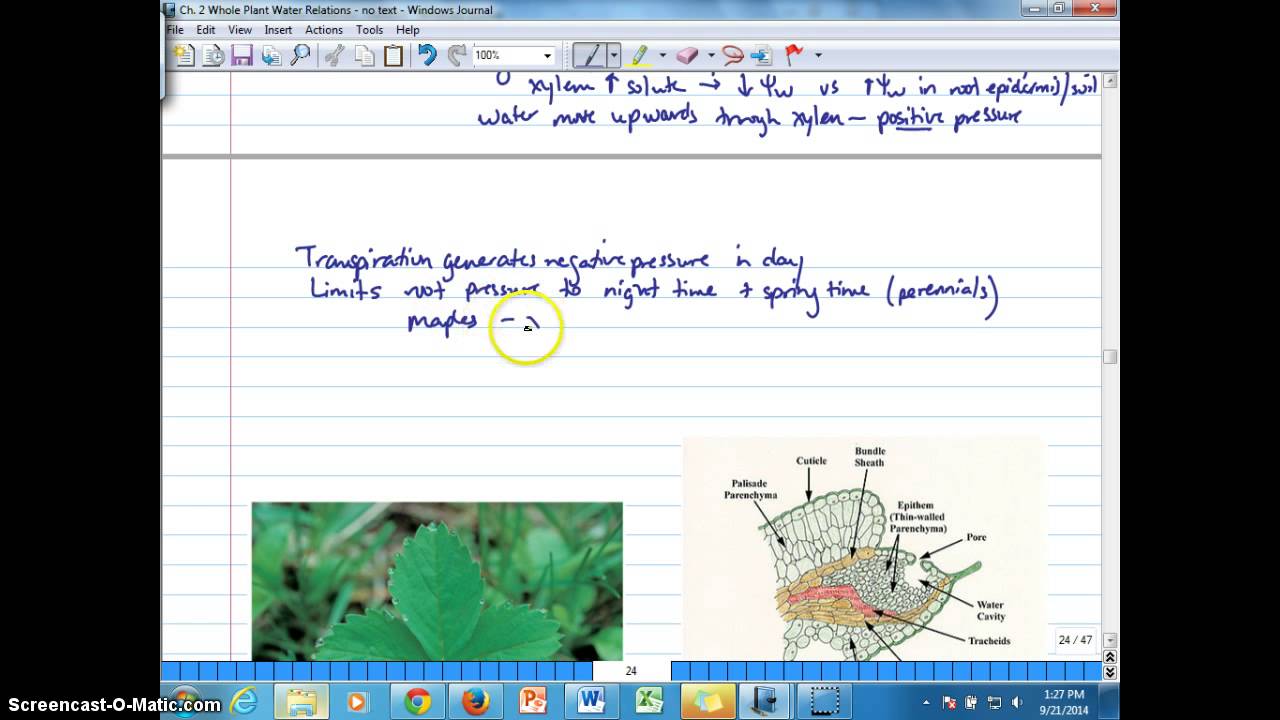 Ch. 2I Root Pressure and Capillary Rise - YouTube