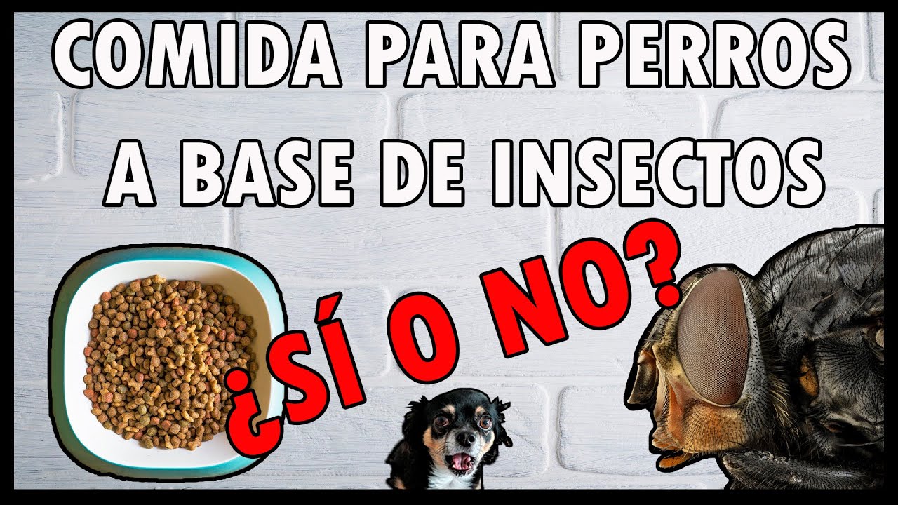 🐶MEJOR PIENSO PARA PERROS?🐛 | Hecho con INSECTOS🧐 - YouTube