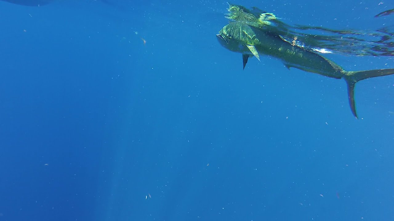GoPro Dolphin Fishing Off of Palm Beach, FL - YouTube