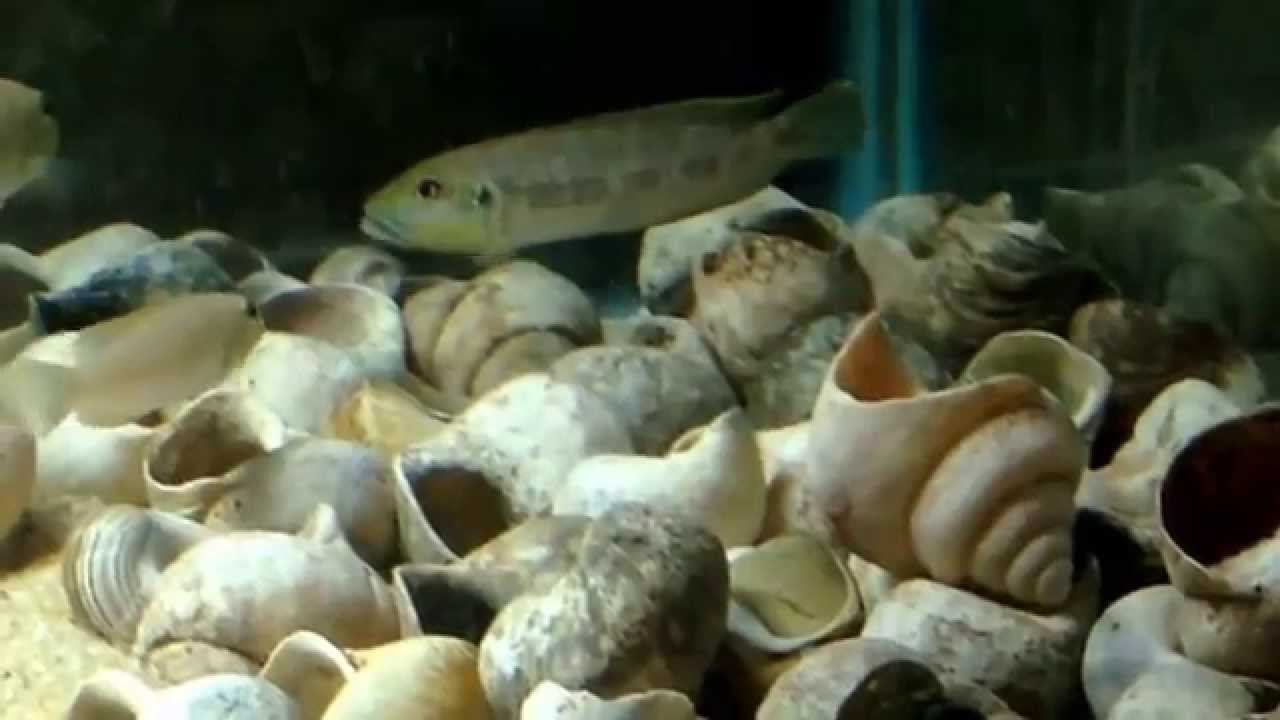 Lake tang shell dwellers - YouTube