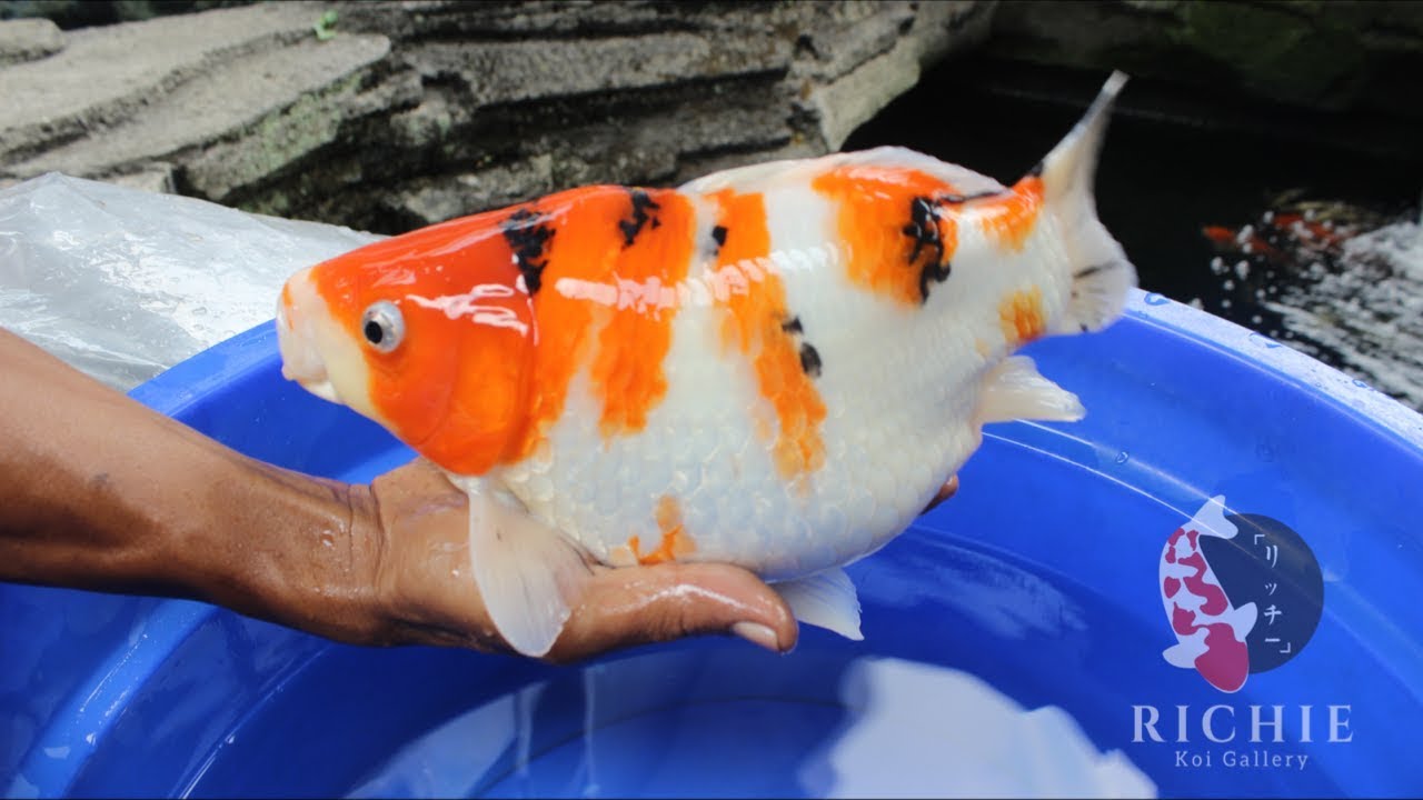 Unique and Rare! Bonsai Koi Fish (Sanke) - YouTube