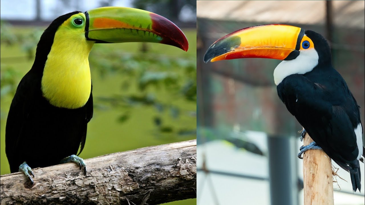 Cute Toucans bird - baby toucans birds and beautiful toucans and funny ...