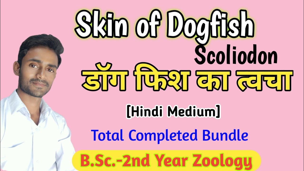 Scoliodon | Skin of Dogfish | B.Sc. 2nd year Zoology | Paper-l | by ...
