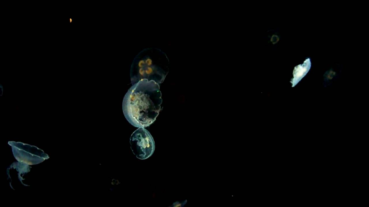 Jellyfish at the Alaska Sealife Center - YouTube