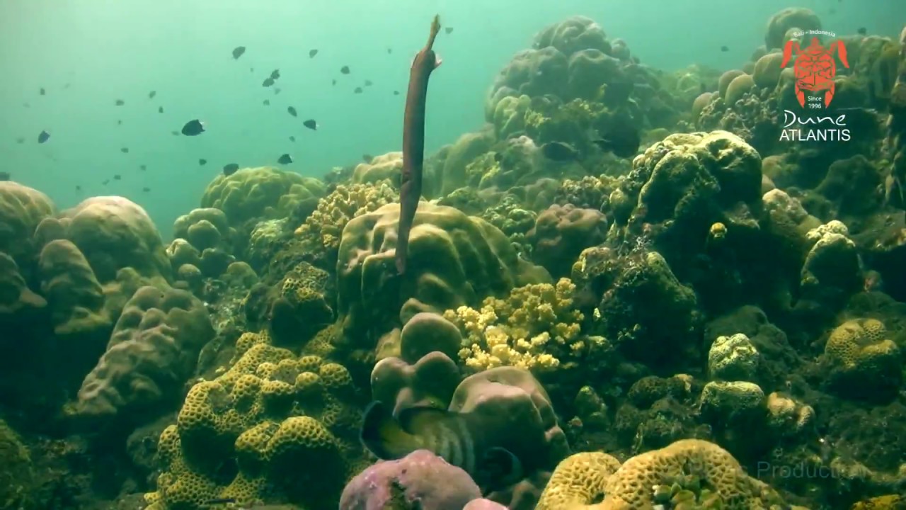 Atlantis Bali Diving in Ocean View (10 Oct 2016) - YouTube