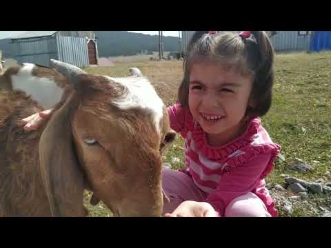 Fatma Erva Zıpır, Şampiyon ve Kınalıyı beslemek istiyor. (Fatma  wants to feed Champion and Kınalı.)