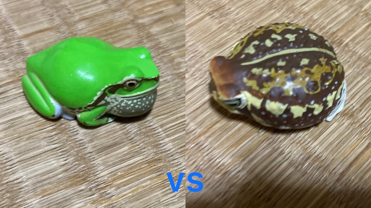 ニホンアマガエルvsアメフクラガエル Japanese tree frog vs American tree frog - YouTube