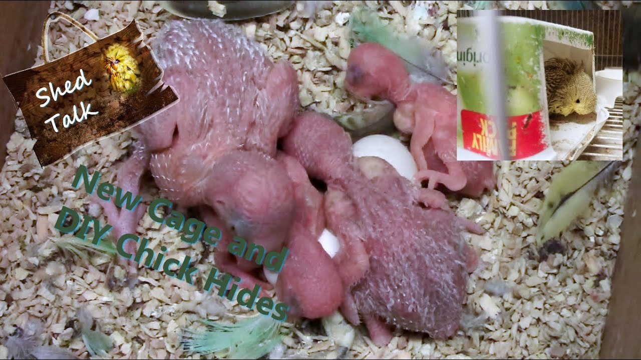 Shed Talk January 21 Pt 2 - New Cage and DIY Chick-hides - YouTube