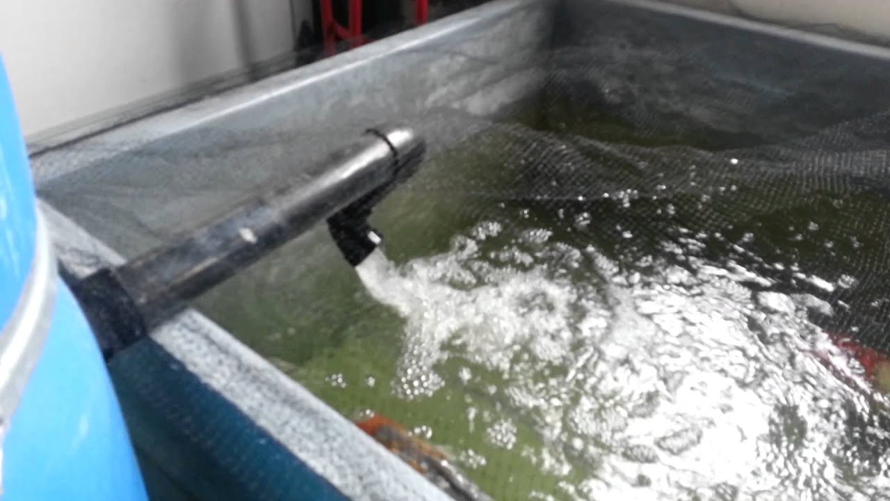 Indoor quarantine tank and growout koi pond - YouTube