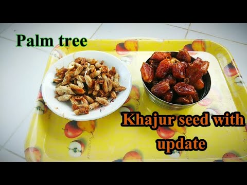 how to grow khajur seeds|| khajur seedling details|| khajur seed full ...