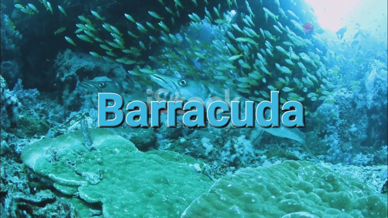 Barracuda | The Fascinating Life of the Barracuda: Nature's Underwater ...