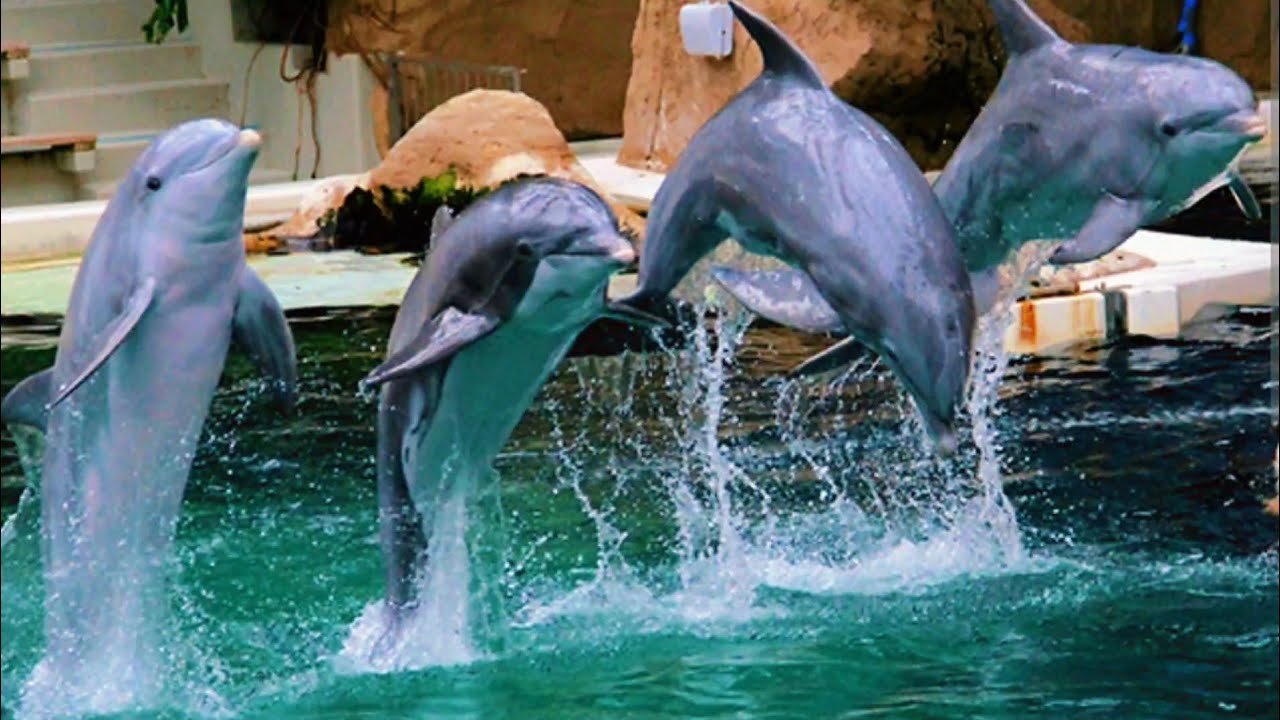 Fantastic Dolphin Show in Duisburg Zoo, Germany 🇩🇪 [4K] - YouTube