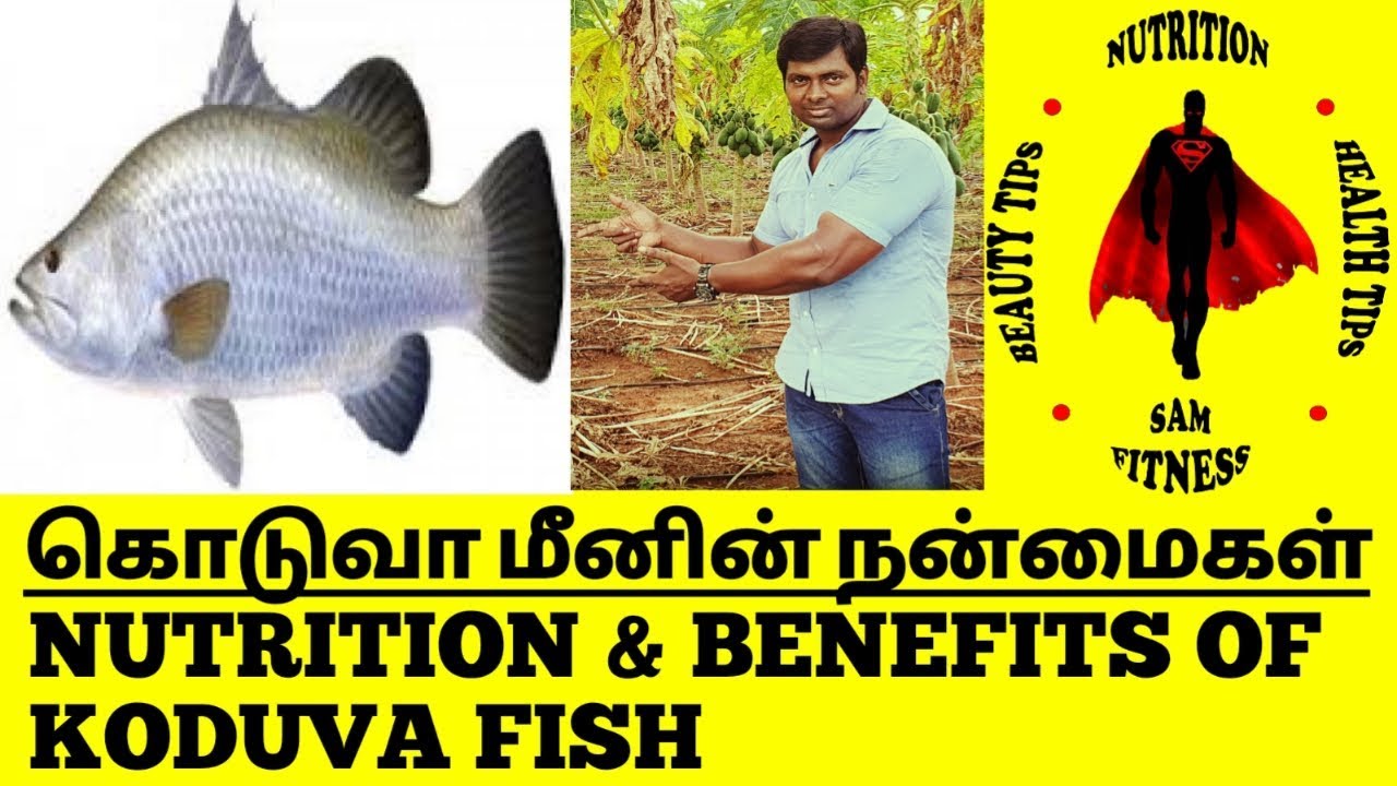 FISH BENEFITS - Nutrition about koduva fish | OMEGA 3 | SAM FITNESS ...