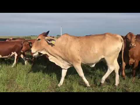 Vacas Preñadas y pariendo - Vaquillonas - YouTube