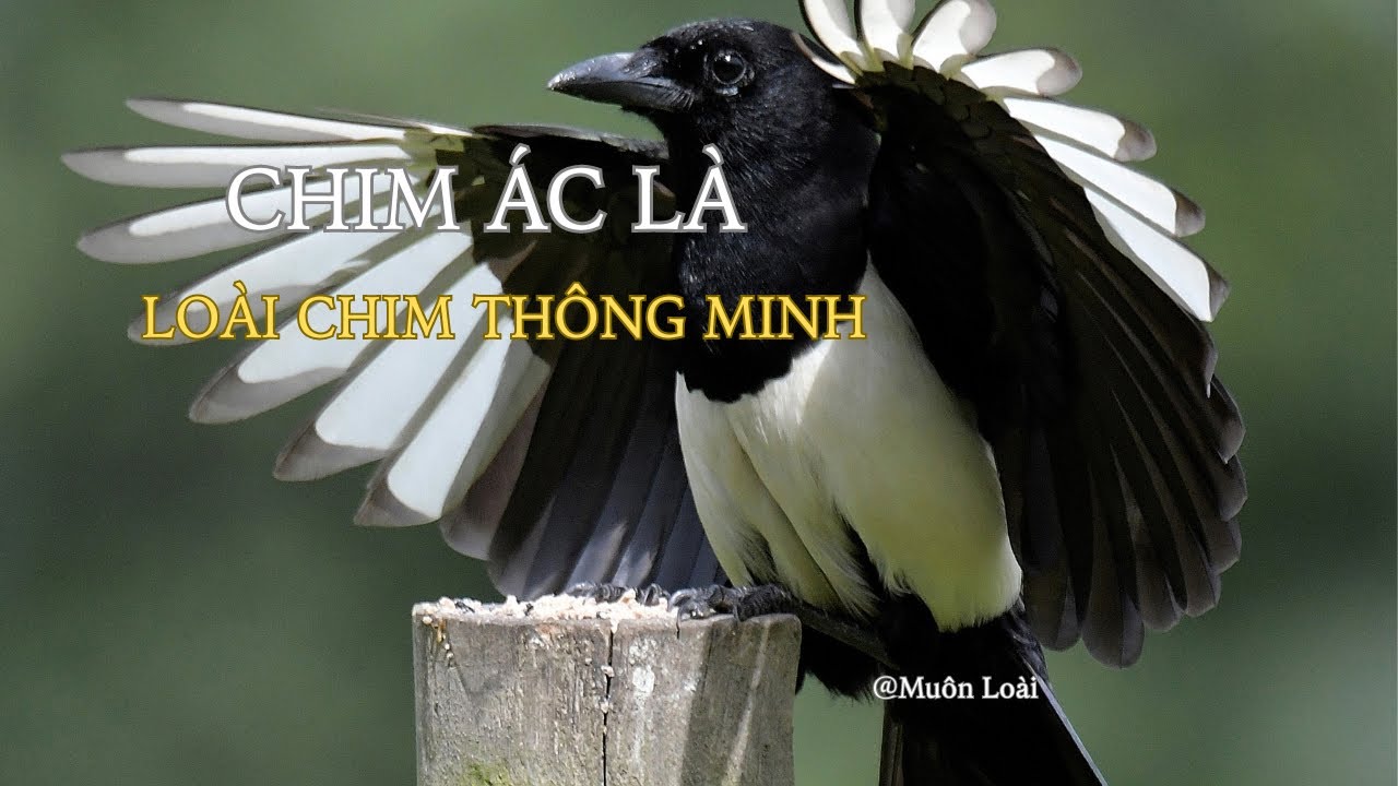 Nhật ký Muôn loài. Loài Chim Ác Là: một loài chim nổi bật với trí thông ...