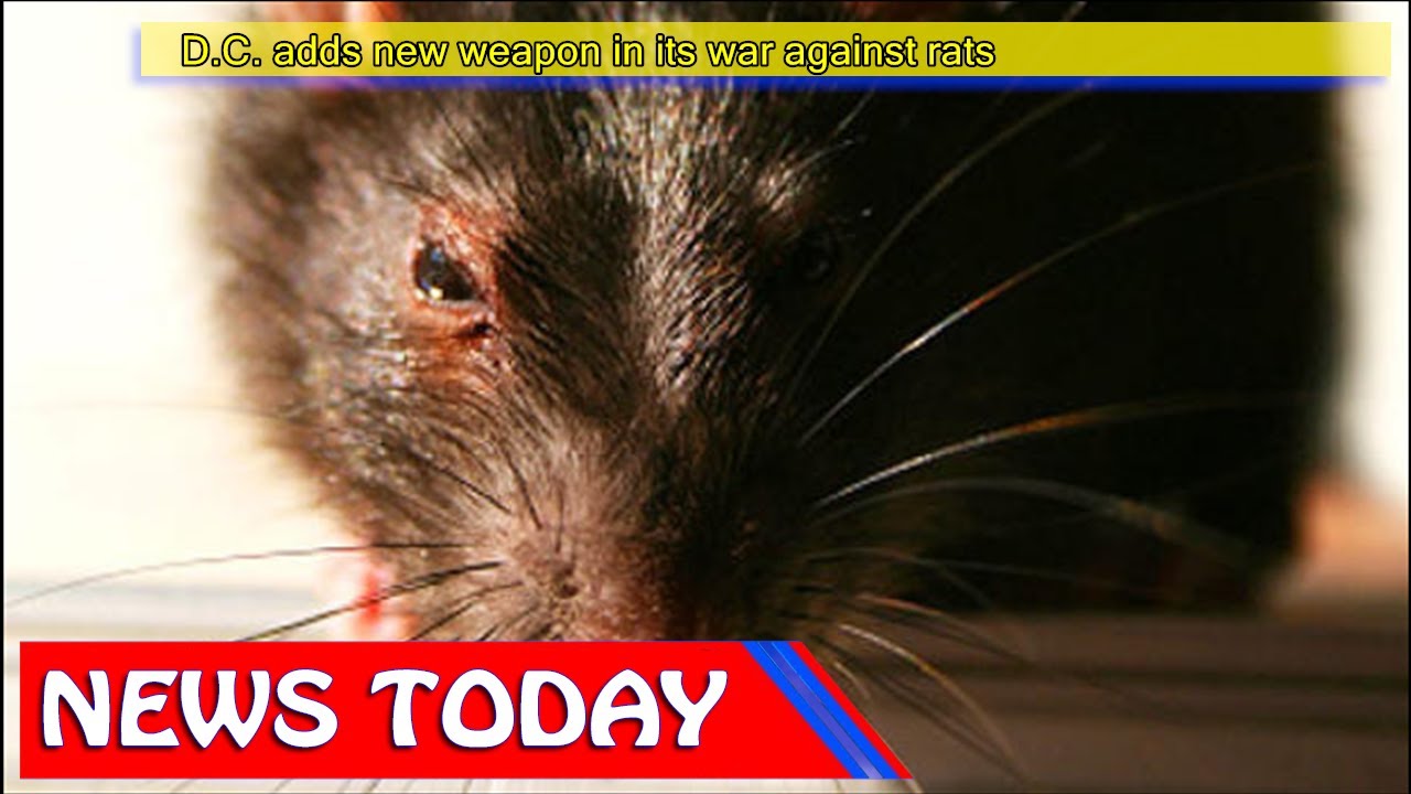 US News - D.C. adds new weapon in its war against rats - YouTube
