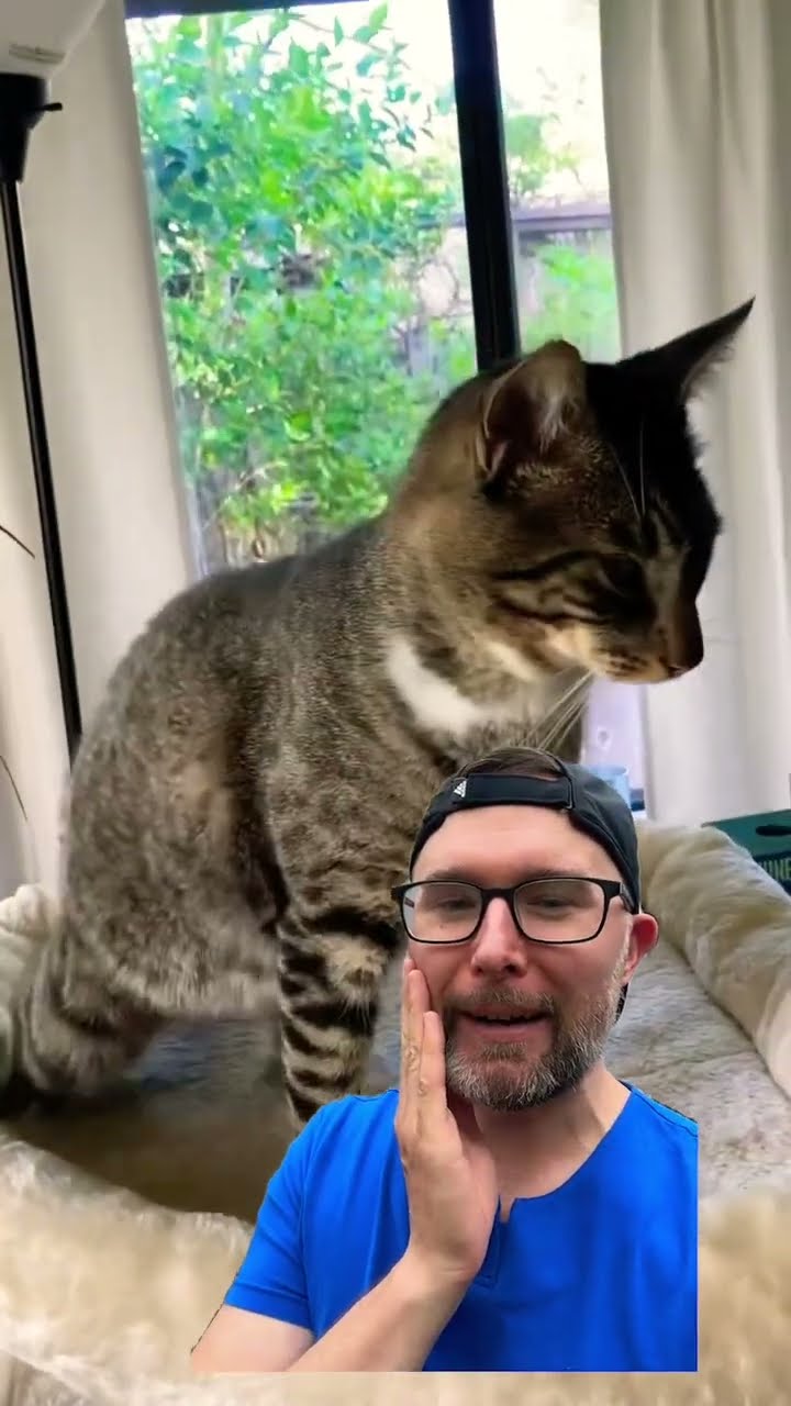 Reaction To Cat Waking Up YouTube reaction-to-cat-waking-up-youtube