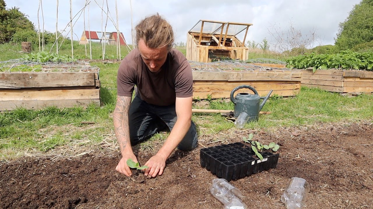 Working On My Veg Garden And Willow Hedge Weaving - YouTube