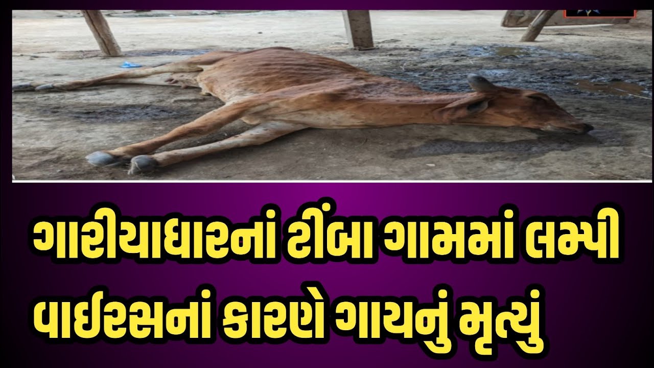 ગારિયાધાર તાલુકાનાં ટીંબા ગામમાં લમ્પી વાઈરસ નાં કારણે ગાયનું મૃત્યુ ...