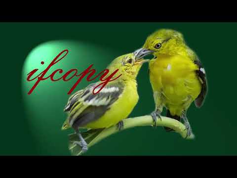 Suara burung cak lilin,kunyit kecil,cipoh,sirtu 100% work