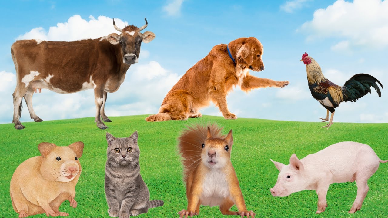 Familiar animals - Cows, dogs, cats, pigs, chickens - Animal benefits ...
