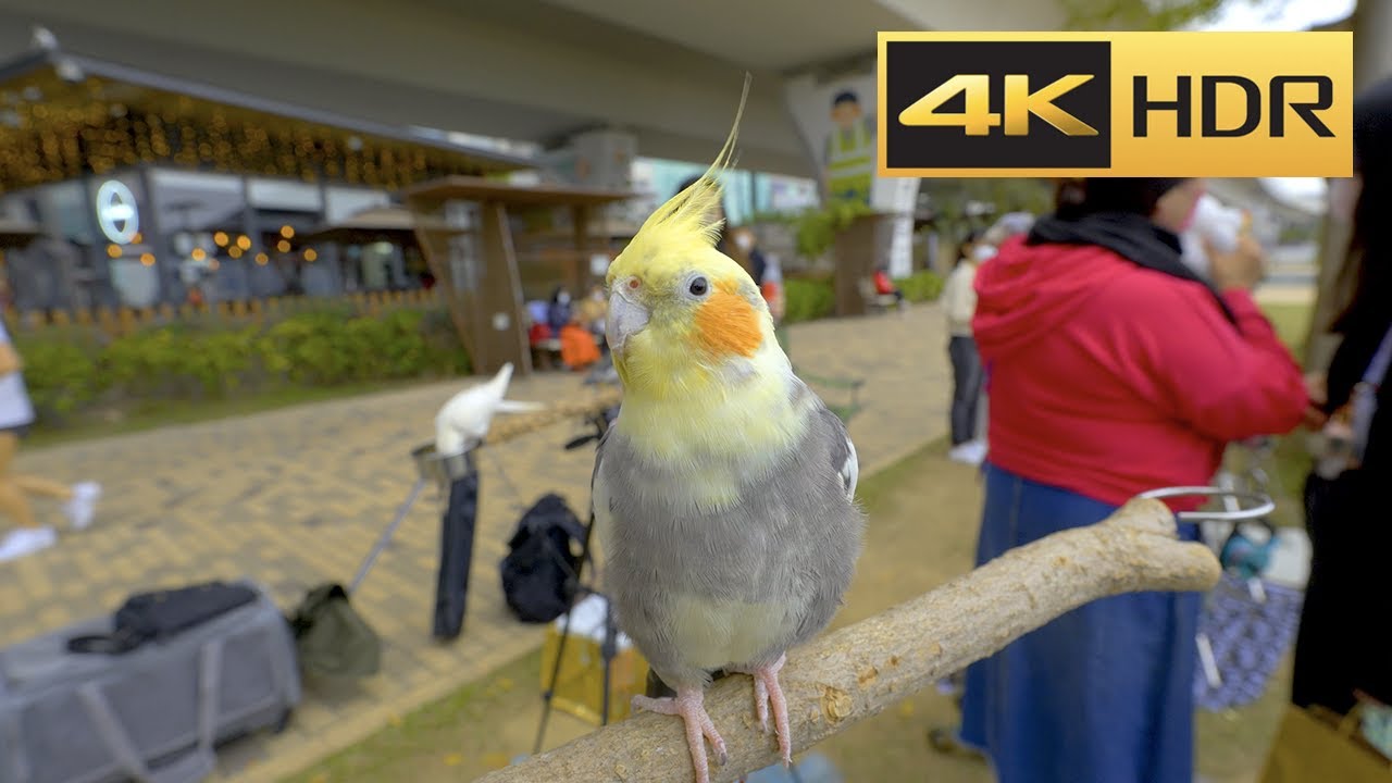 2023 January - Hong Kong Kwun Tong Hoi Bun Parrot Party - 4K60 HDR Test ...