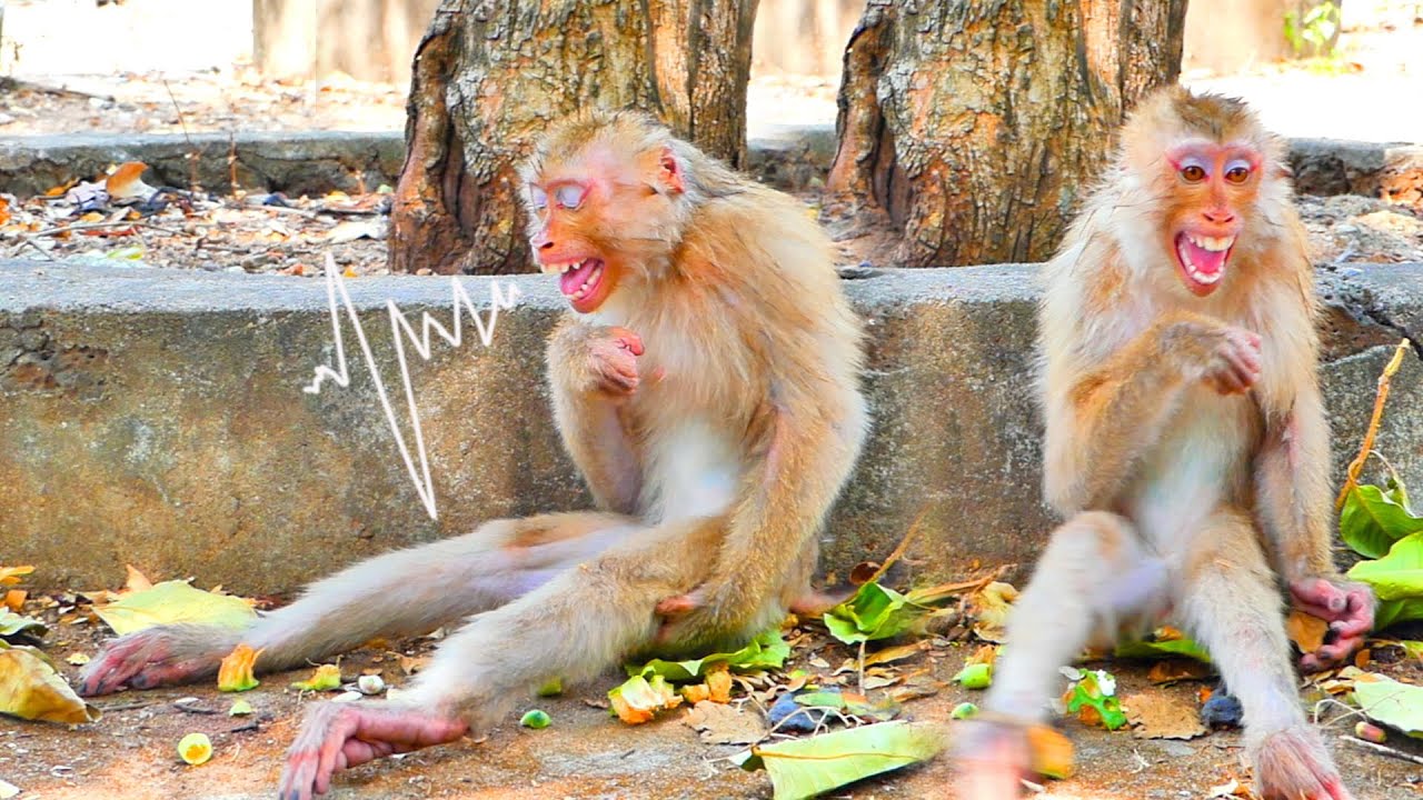 Big sc@red...monkey MOKA need help and comfort. - YouTube