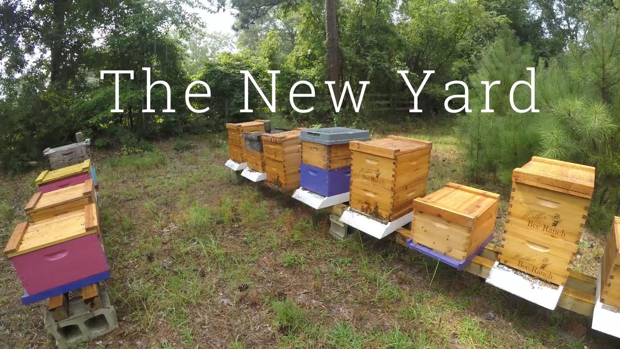 New Bee yard - moved some Honey Bees from the home yard to a out yard ...