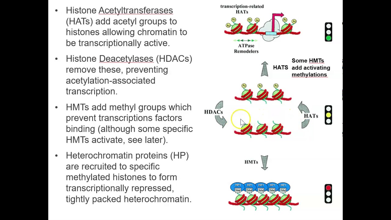 Topics in HB Epigenetics 2 Histone modifications - YouTube